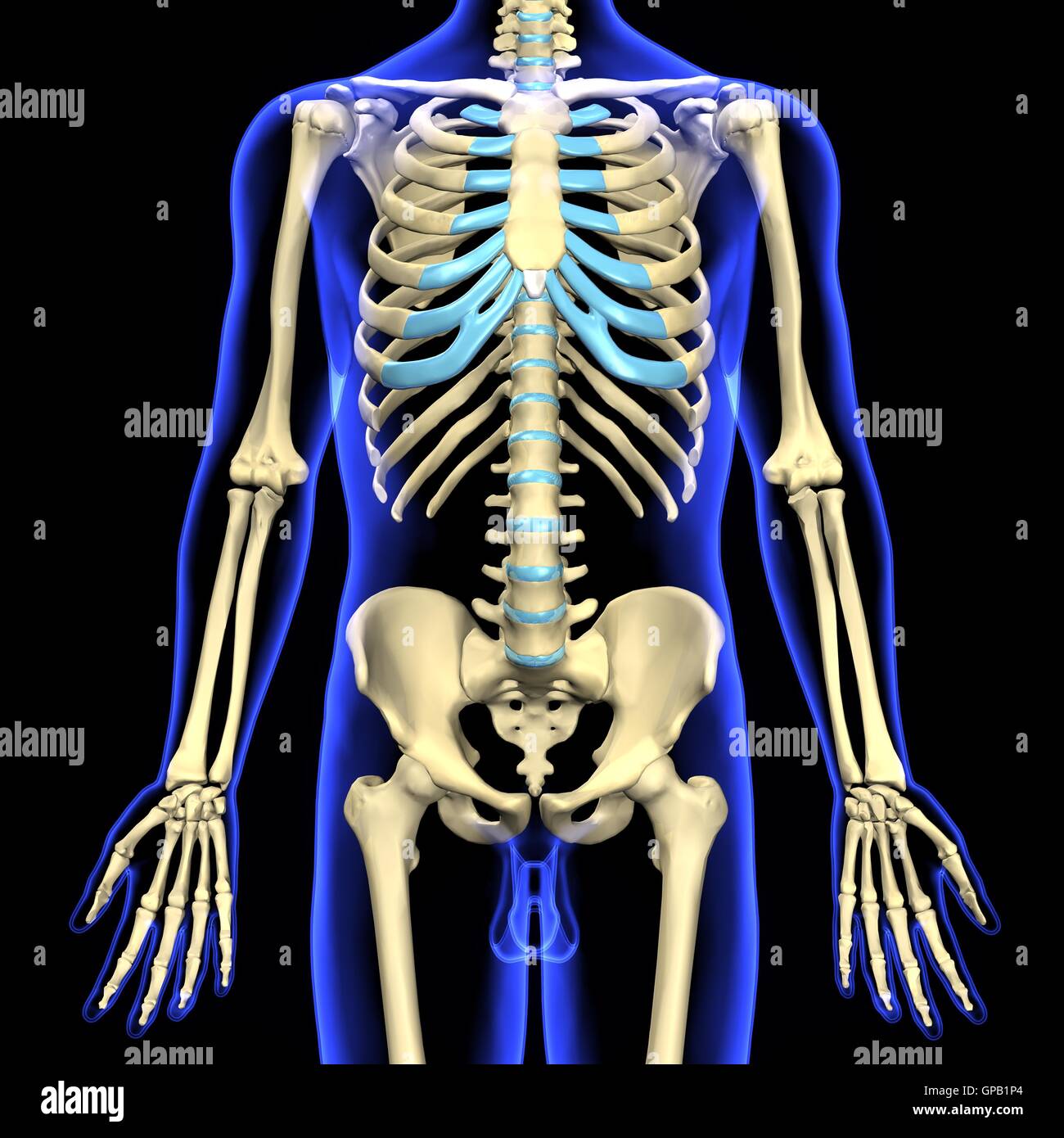 3d illustration of human body skeleton anatomy Stock Photo - Alamy