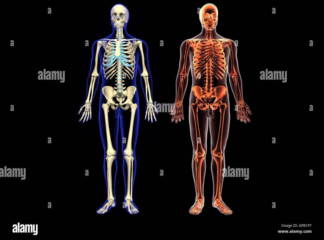 human body skeleton anatomy. 3d render Stock Photo - Alamy