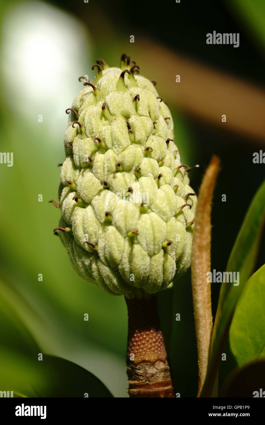 Pineapple bud hi-res stock photography and images - Alamy