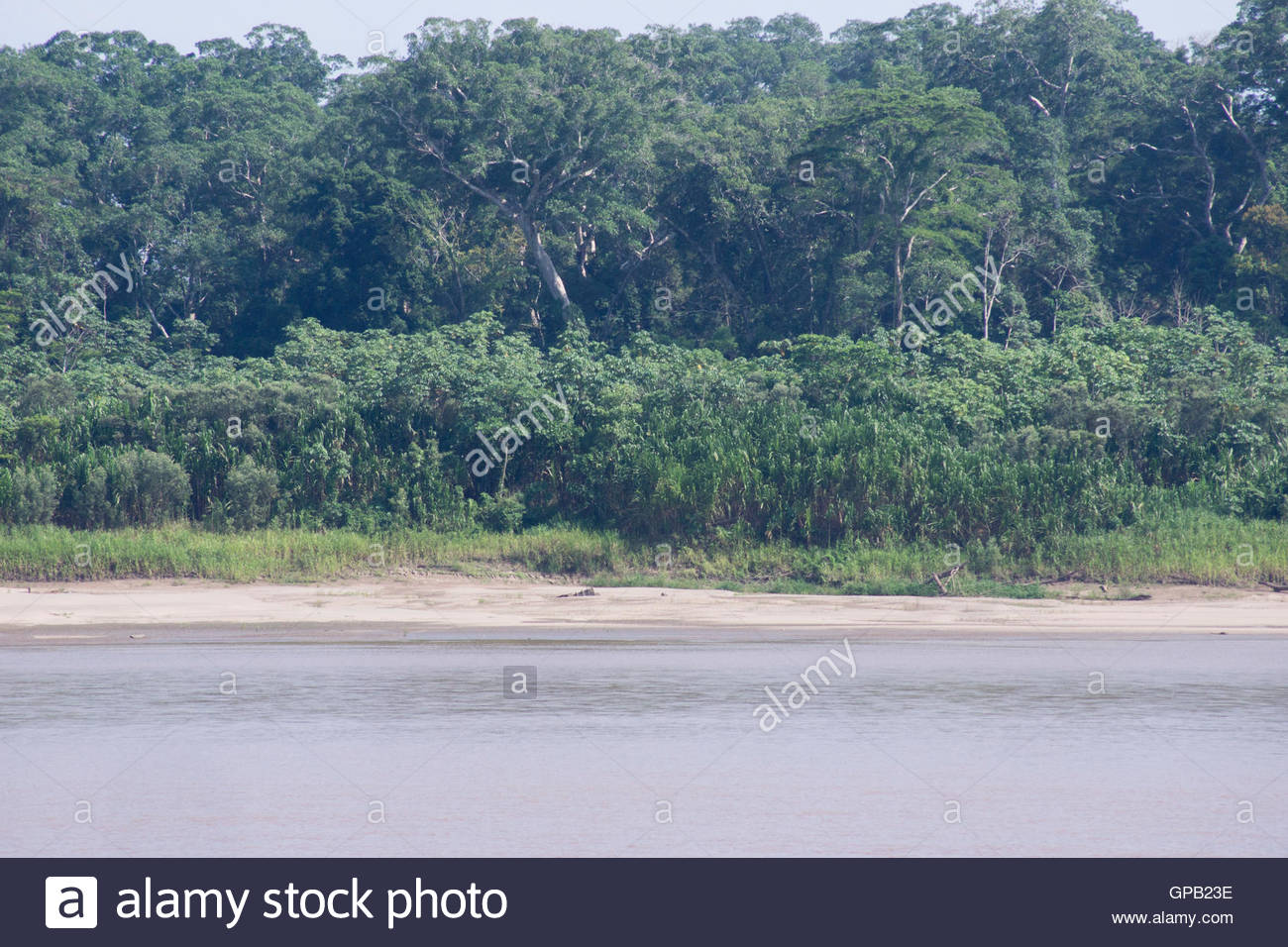 Amazon Basin Trees Stock Photos & Amazon Basin Trees Stock Images - Alamy