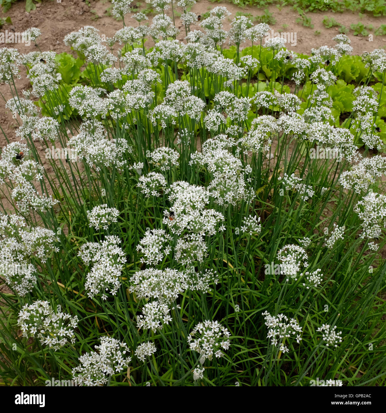 Flowers of fragrant-flowered garlic or Chinese chives Stock Photo - Alamy