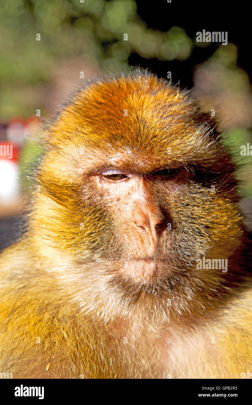 old monkey in africa morocco and natural background fauna close up ...