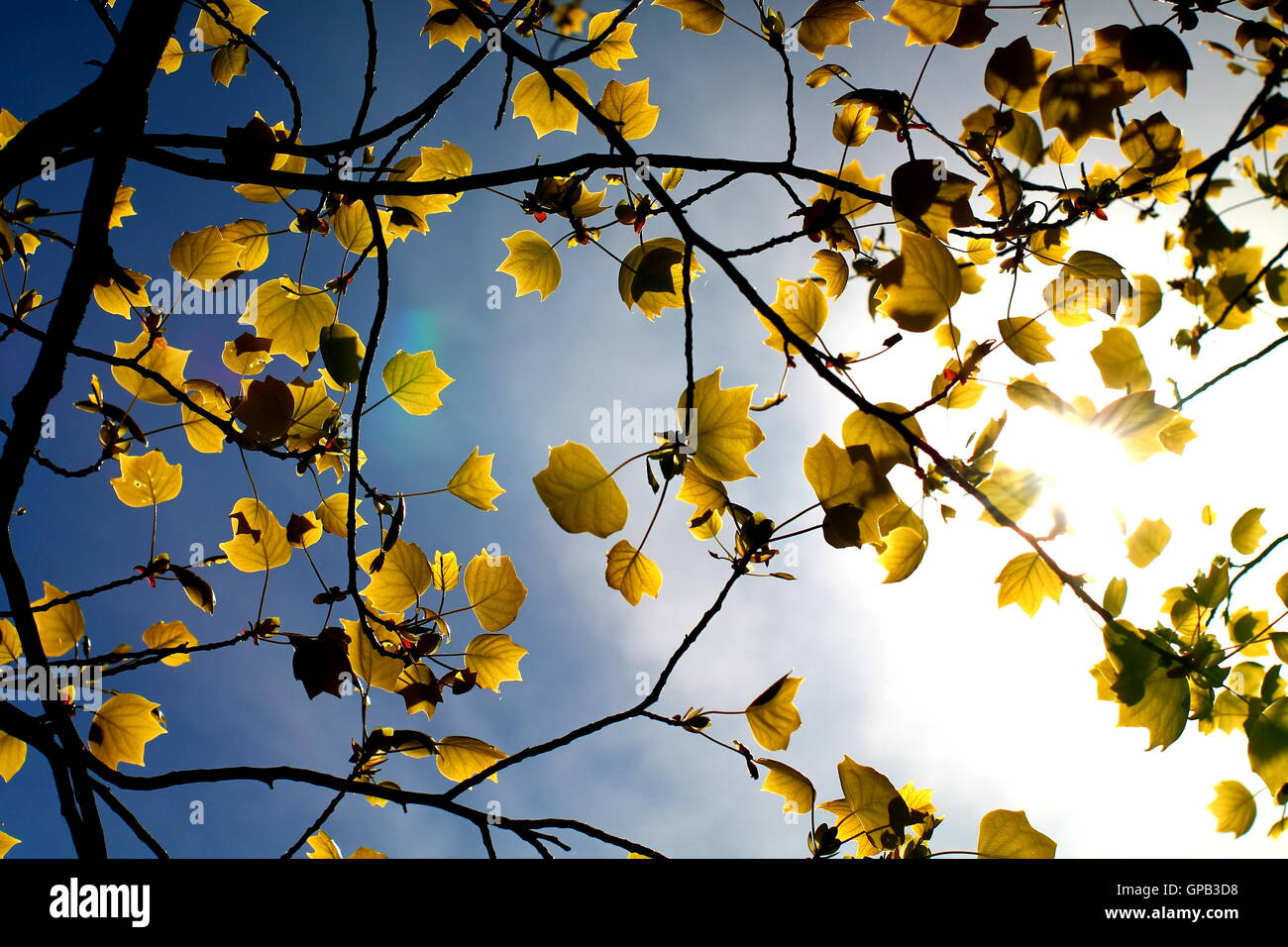 Tulip tree leaves in spring against blue sunny sky Stock Photo - Alamy