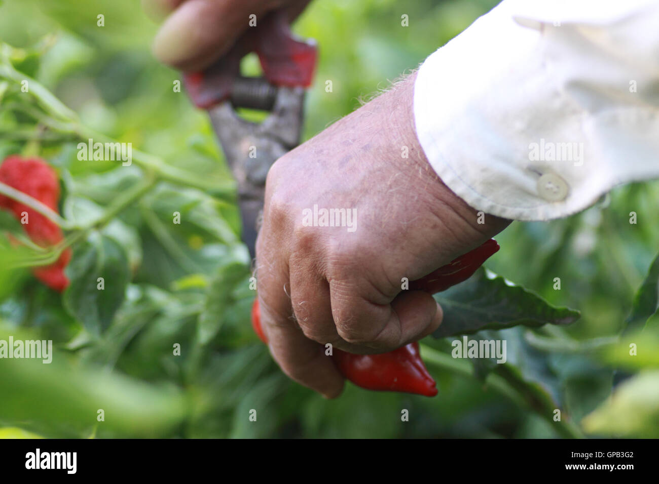 old man cutting and harvesting the natural red peppers Stock Photo - Alamy