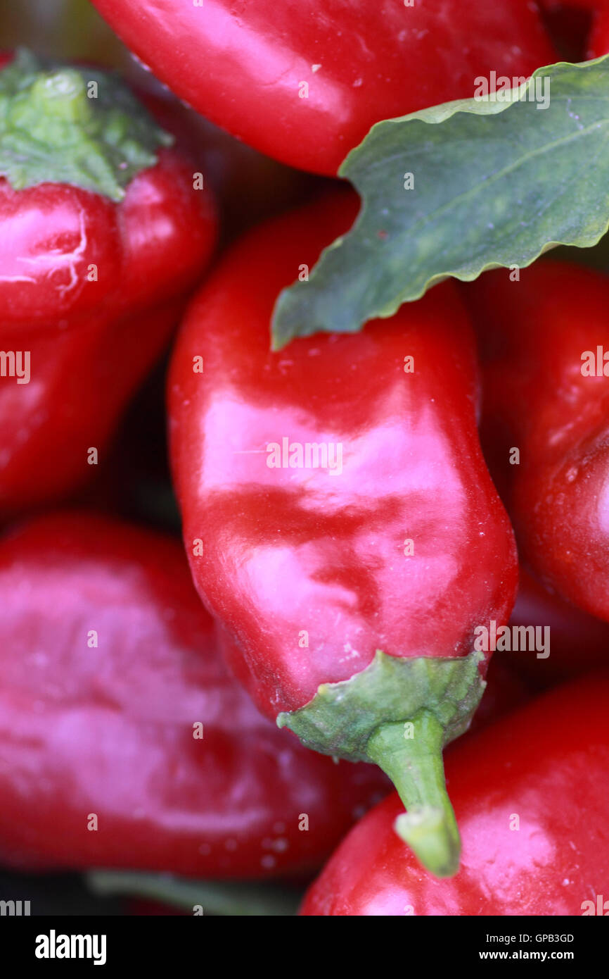 red hat chili peppers, Red Bell Pepper, Red, Bell Pepper, Vegetable ...