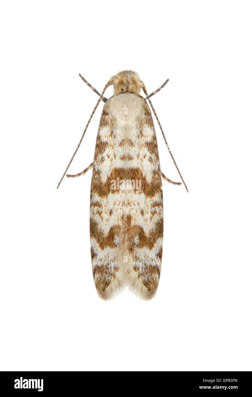 Micro moth Cut Out Stock Images & Pictures - Alamy