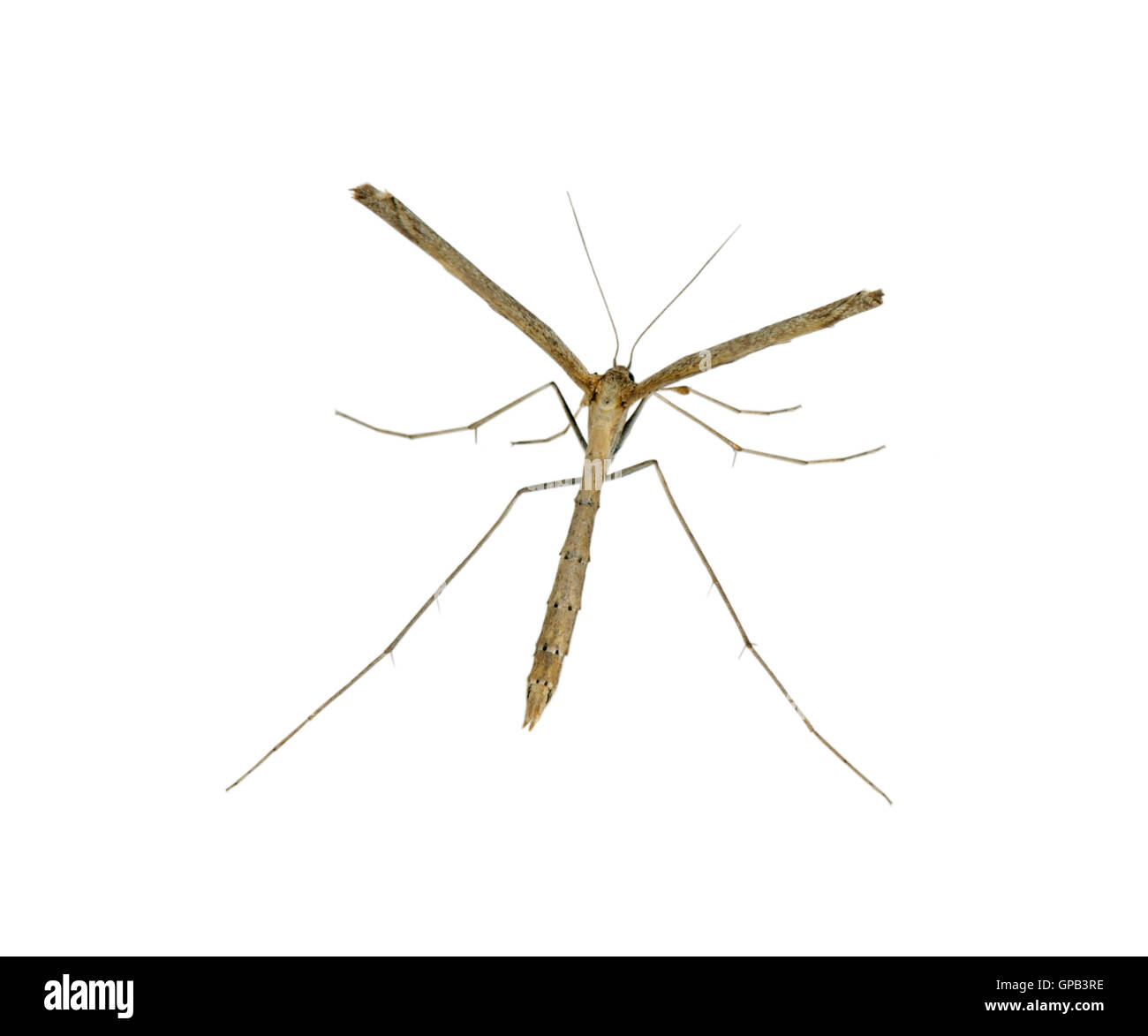 Agdistis hi-res stock photography and images - Alamy