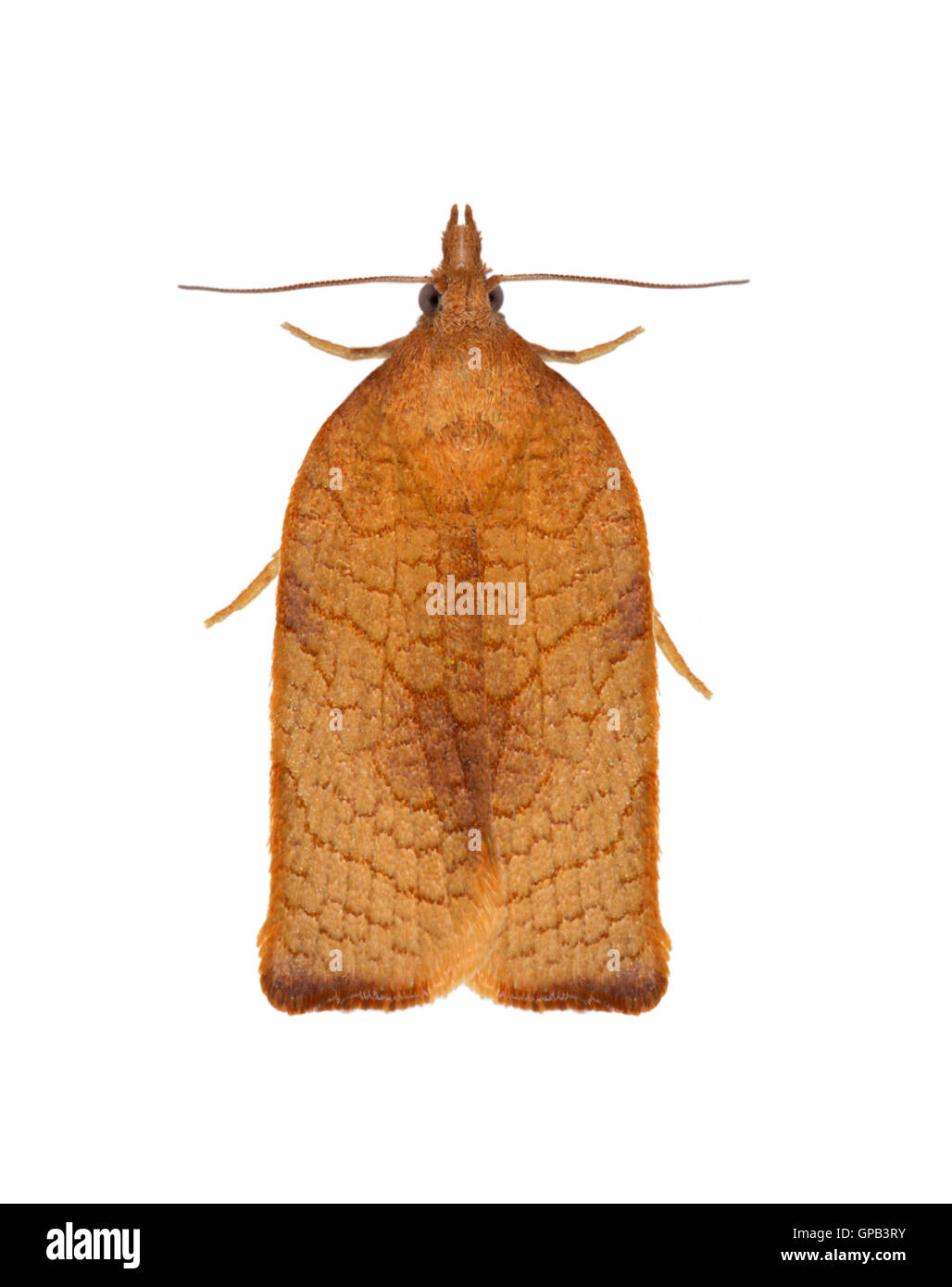 49.030 (0985) Carnation Tortrix - Cacoecimorpha pronubana Stock Photo ...