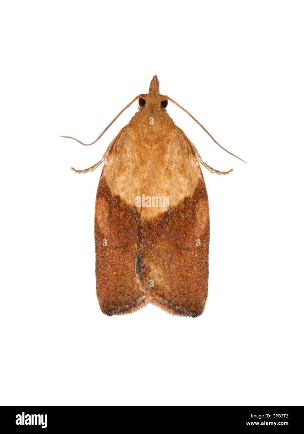 Micro moth lepidoptera insect hi-res stock photography and images - Alamy
