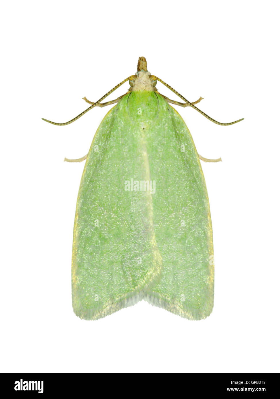 Tortrix moths hi-res stock photography and images - Alamy