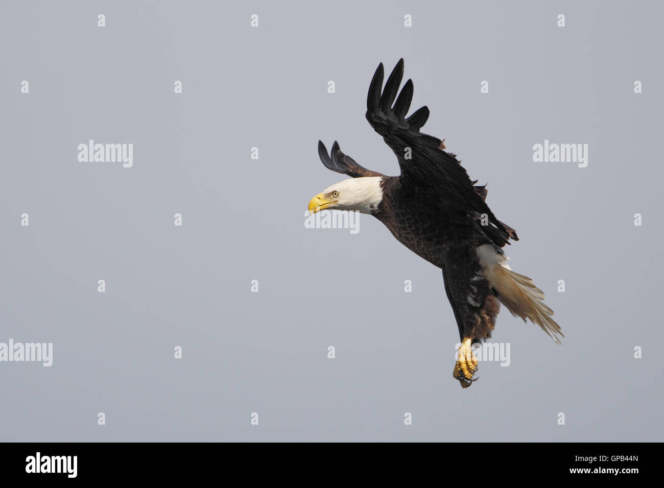 Bald Eagle (Haliaeetus leucocephalus) flying, Kissimmee, Florida, USA ...