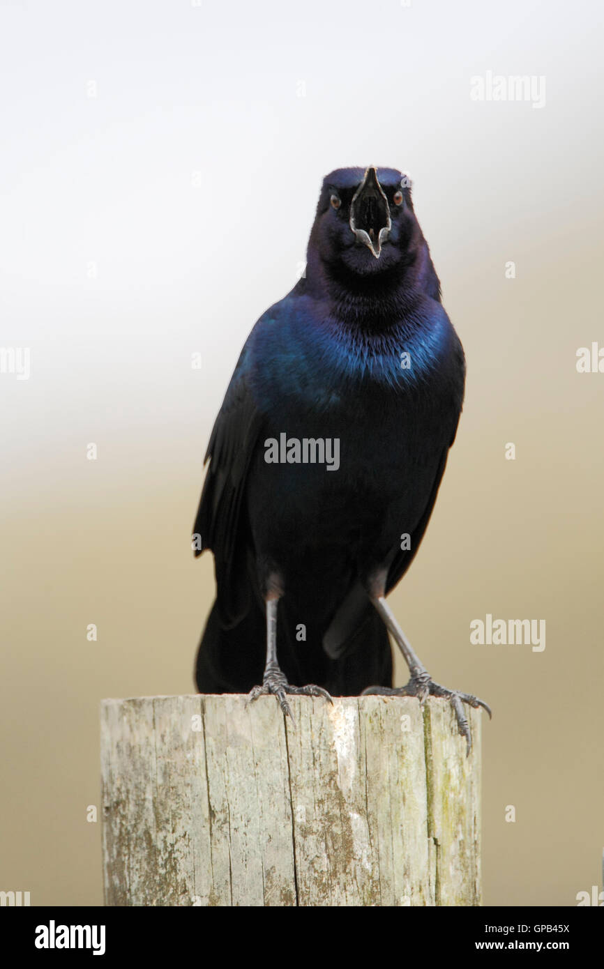 Boat-tailed grackle (Quiscalus major) male singing, Kissimmee, Florida ...