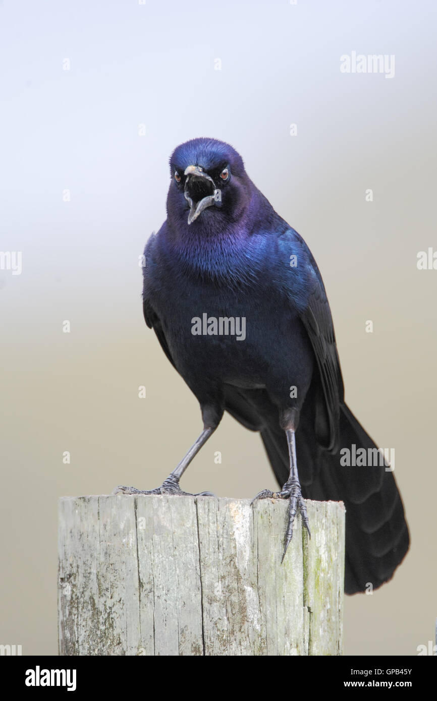 Male common grackle hi-res stock photography and images - Alamy