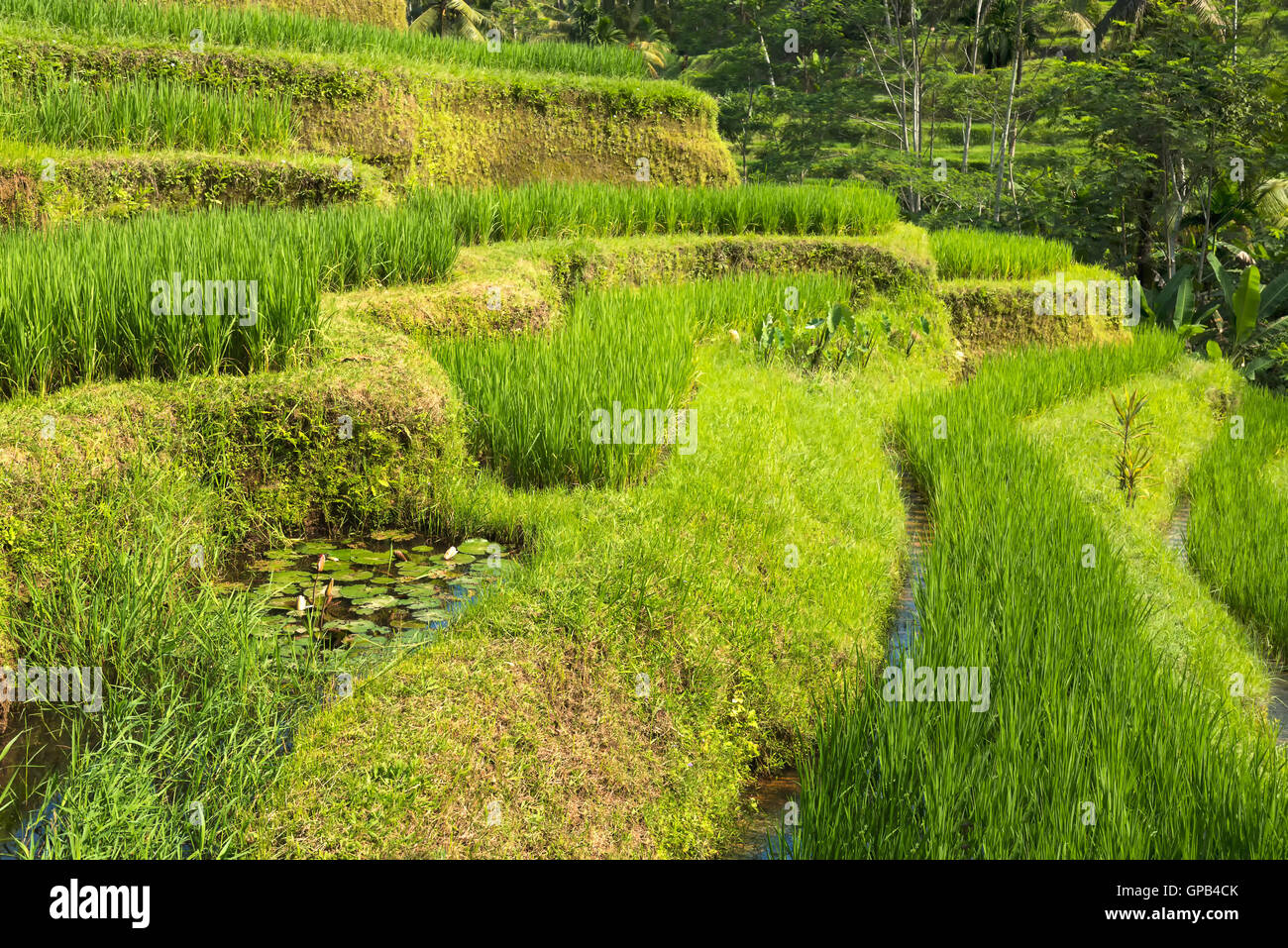 Famous attraction of Ubud - The Jatiluwih Rice Terraces in Bali ...