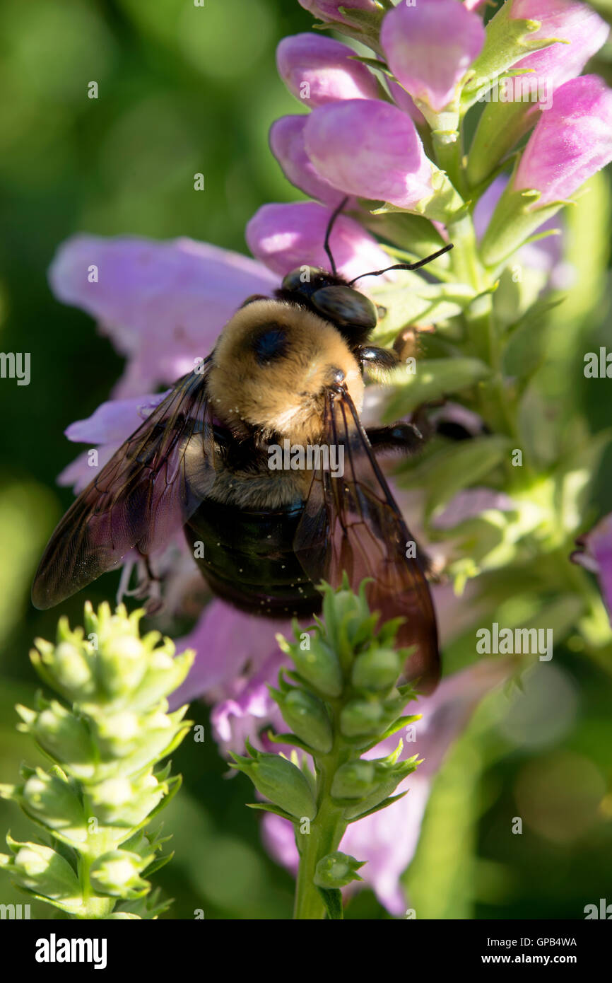 bumble bee pollinating flower Stock Photo - Alamy