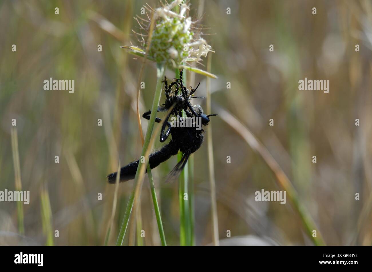 Robber Fly (Dasypogon diademata melanopterus - Dasypogon diadema) with ...