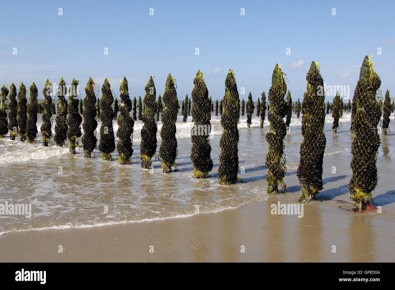 Common Mussel - Blue Mussel (Mytilus edulis) Mussel farm at ebb-tide on ...
