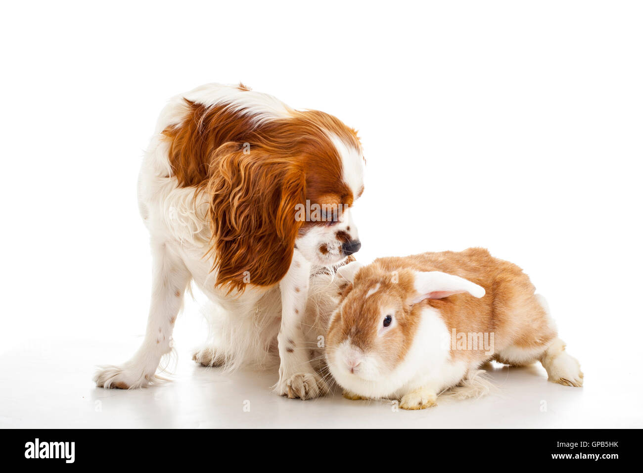 Dog with bunny. Dog with rabbit. King charles and lop are friends ...