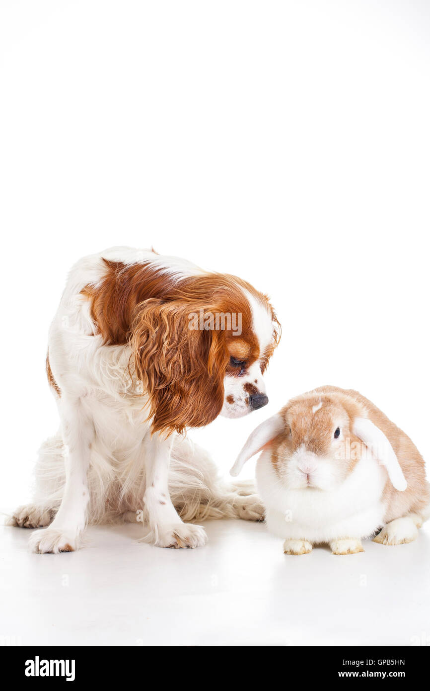 Dog with bunny. Dog with rabbit. King charles and lop are friends ...