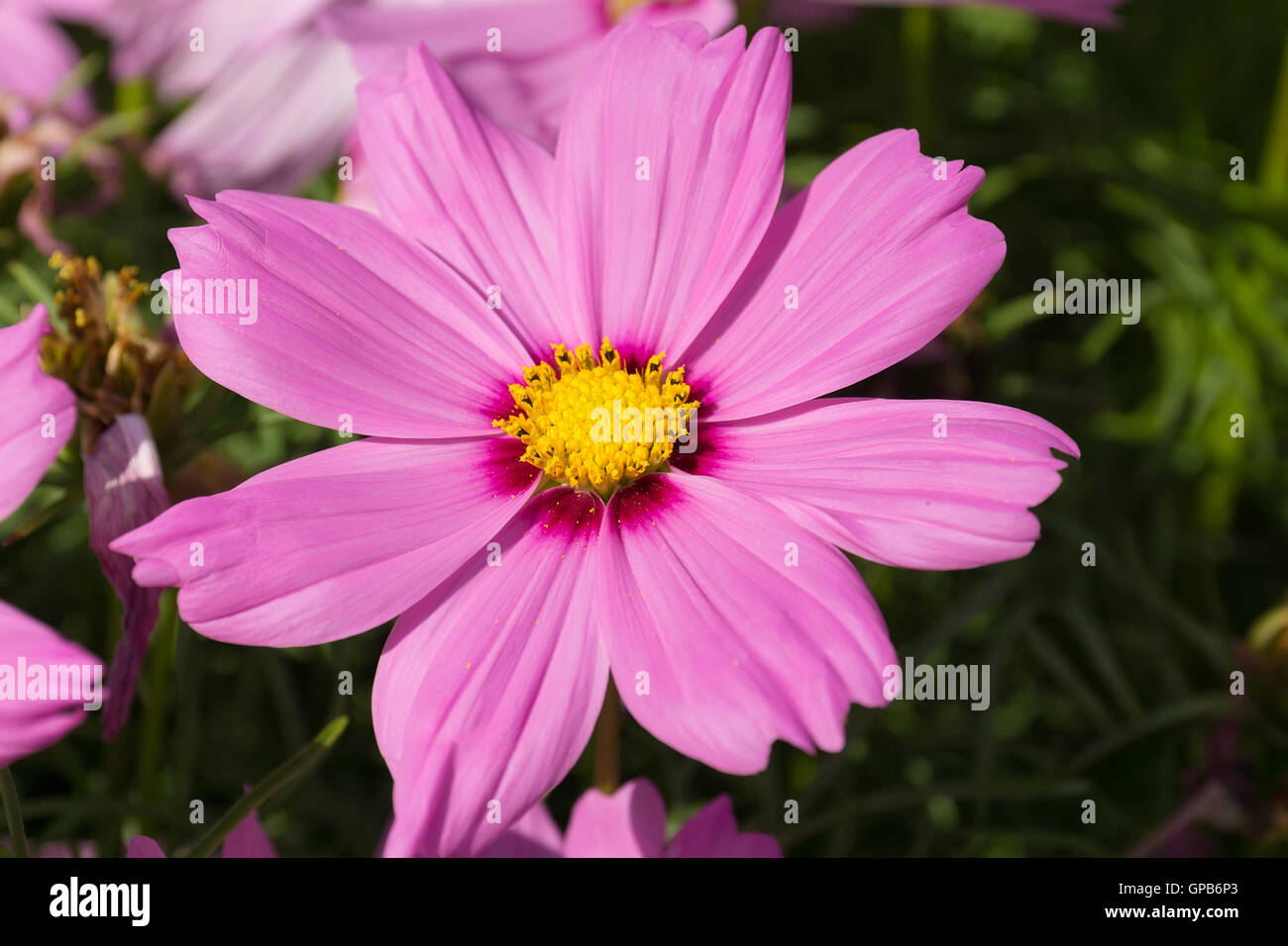 The photo depicts a pink cosmos flower Stock Photo - Alamy