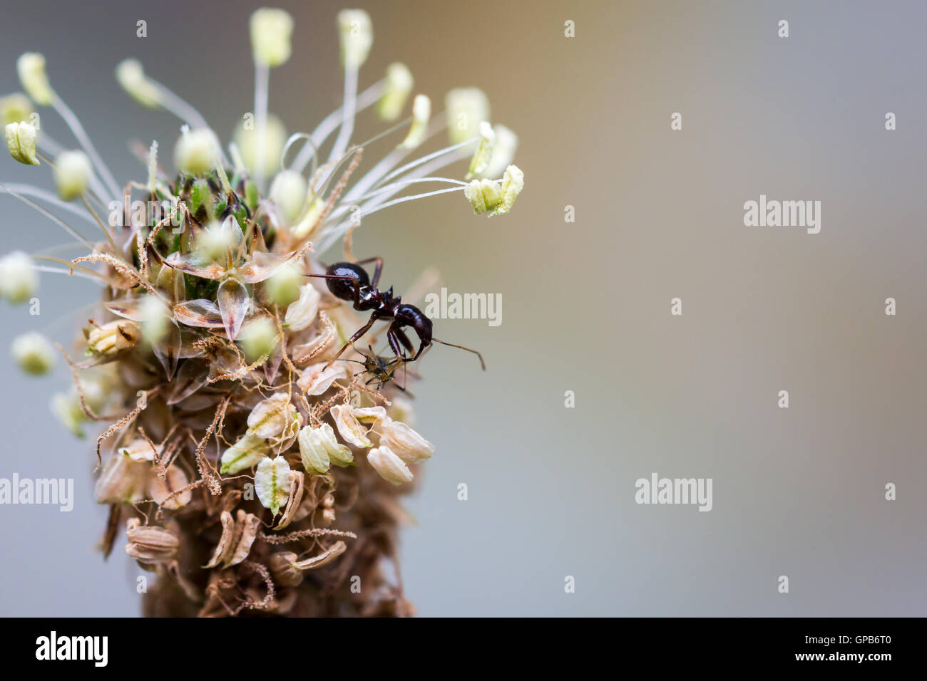 ant on a flower eating another insect Stock Photo - Alamy