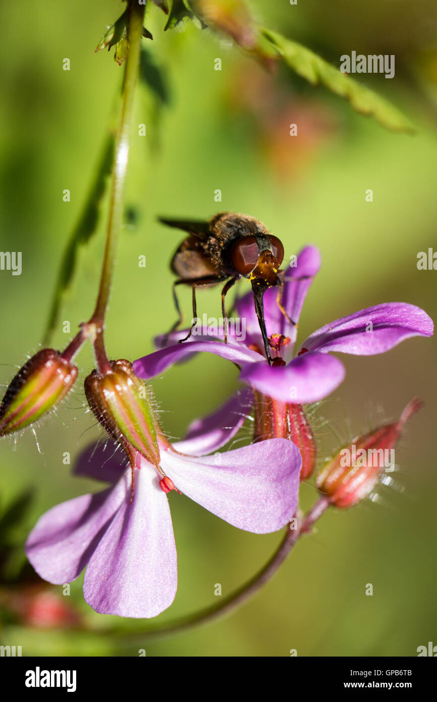 Fly flower hi-res stock photography and images - Alamy