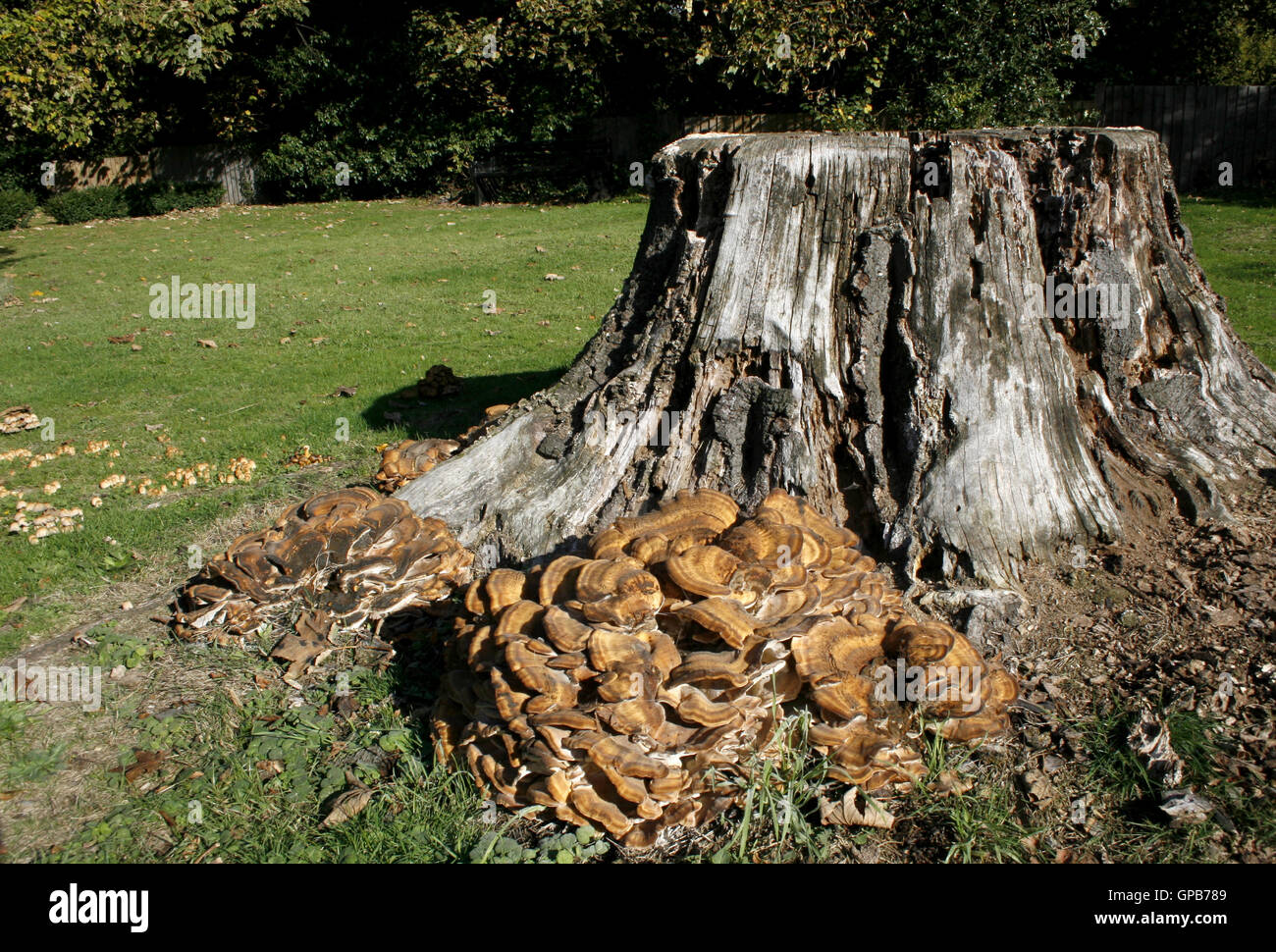 Old Tree Stump with fungi Stock Photo - Alamy