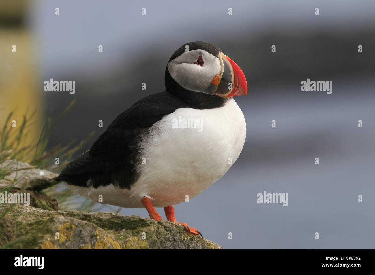 Puffin standing on Iceland cliff Stock Photo - Alamy