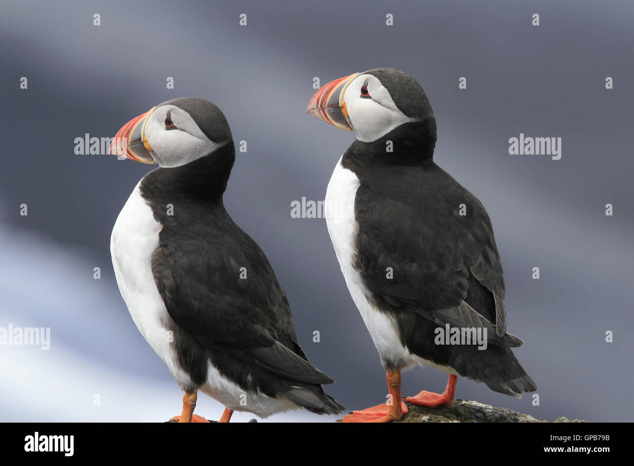 Two Puffins standing Iceland Stock Photo - Alamy