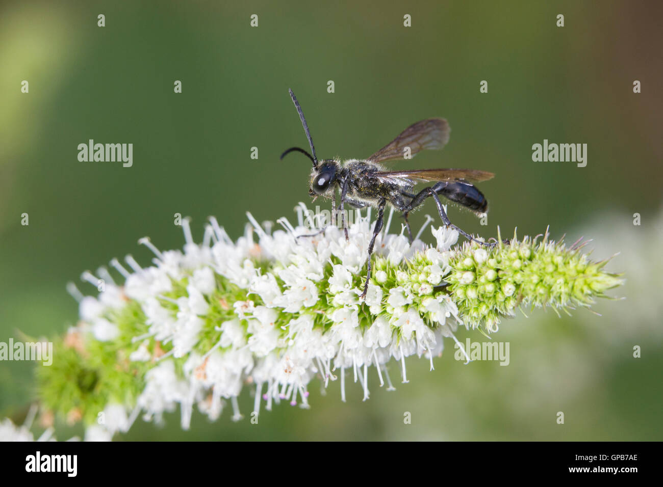 Great Black Wasp - Sphex pensylvanicus Stock Photo - Alamy