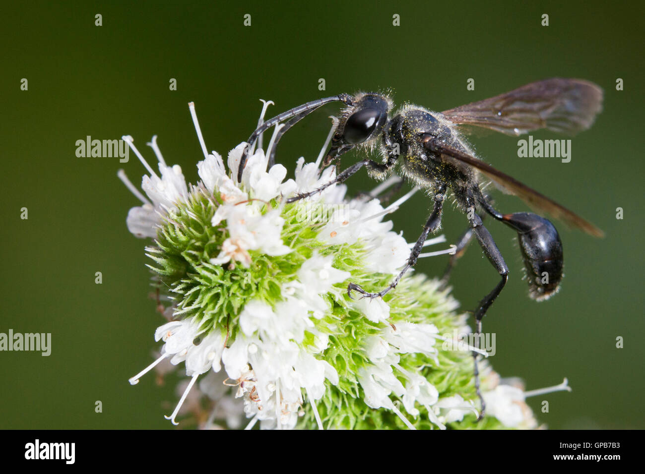 Sphex hi-res stock photography and images - Alamy