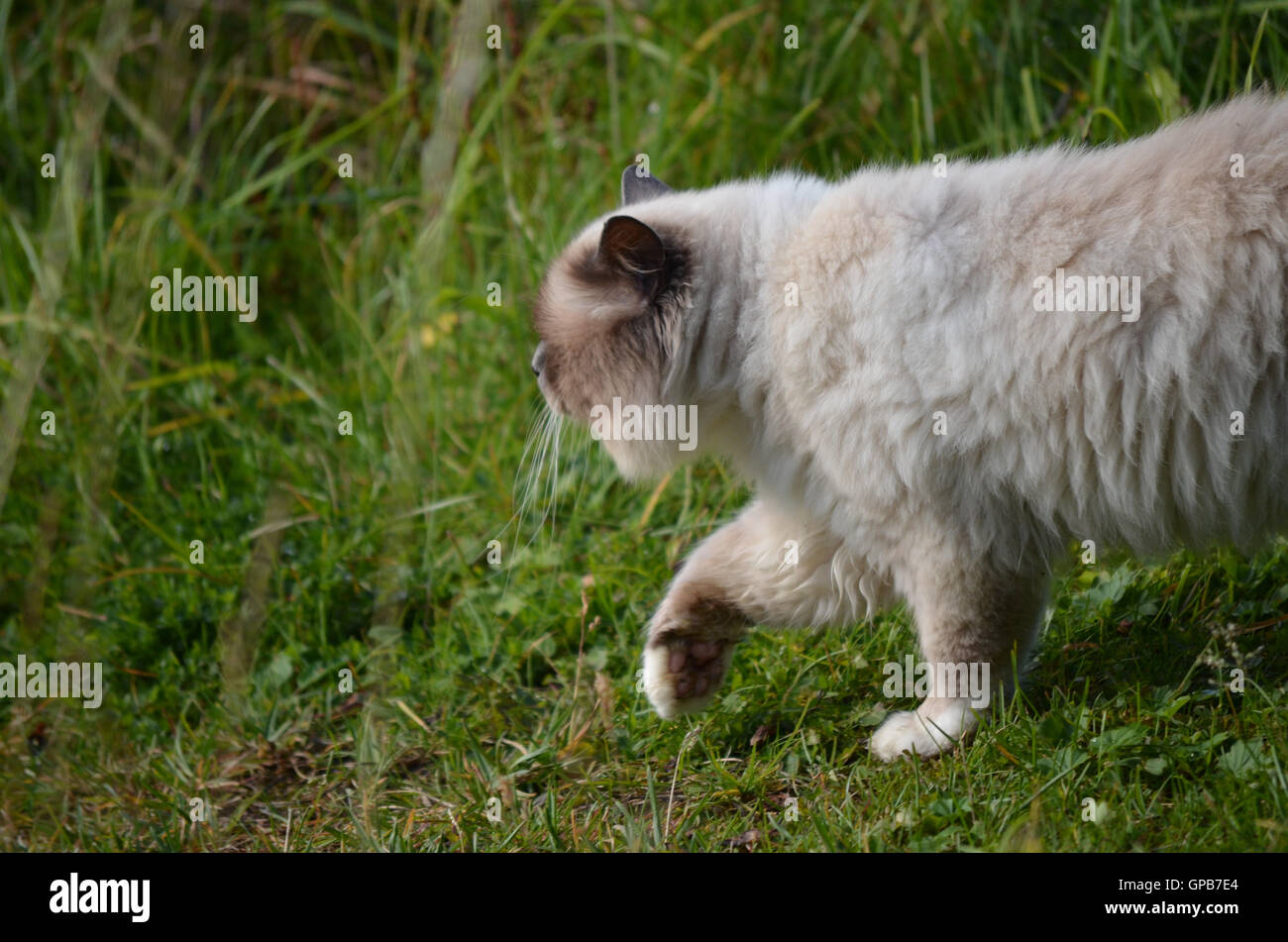 beautiful azure blue eyed cat prowling in green vegetation Stock Photo ...
