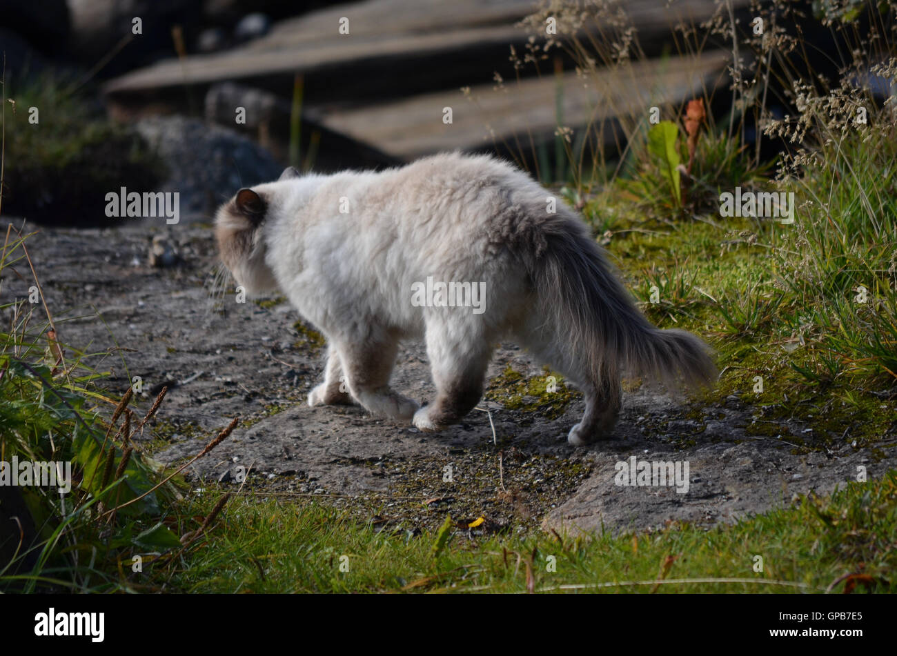 cat wandering on dirt road Stock Photo - Alamy