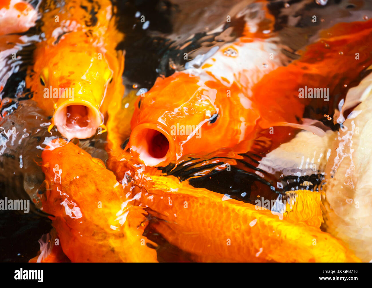 Gaping mouths hi-res stock photography and images - Alamy