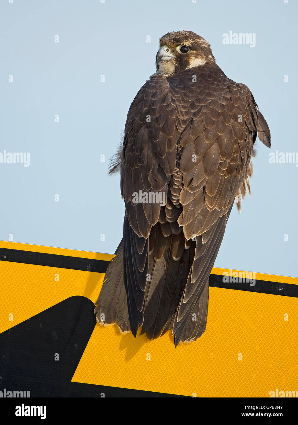 Falcon road hi-res stock photography and images - Alamy