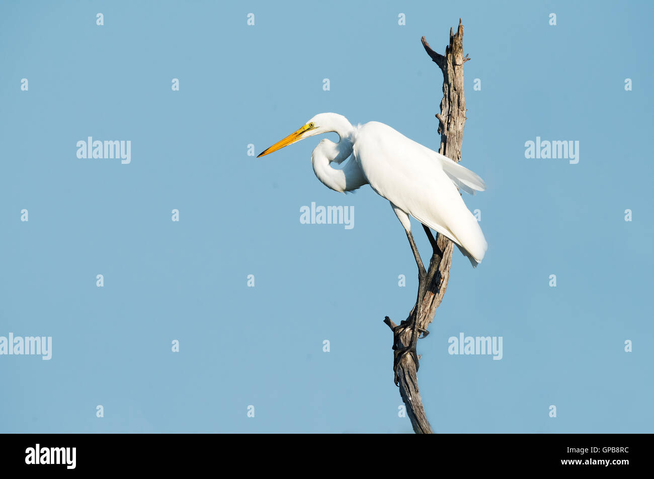 Great Egret in Tree Stock Photo - Alamy