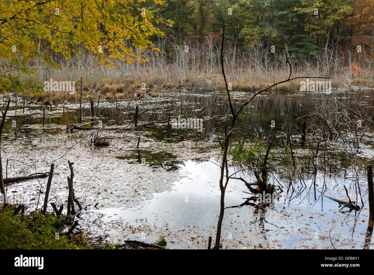 Forest next to the Walden Pond in Massachusetts in autumn Stock Photo ...
