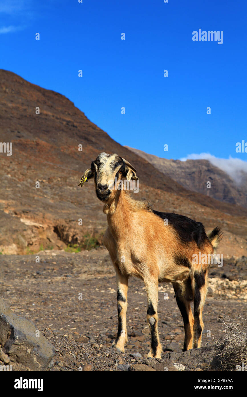 Goat in Fuerteventura mountains. Canary Islands, Spain Stock Photo - Alamy