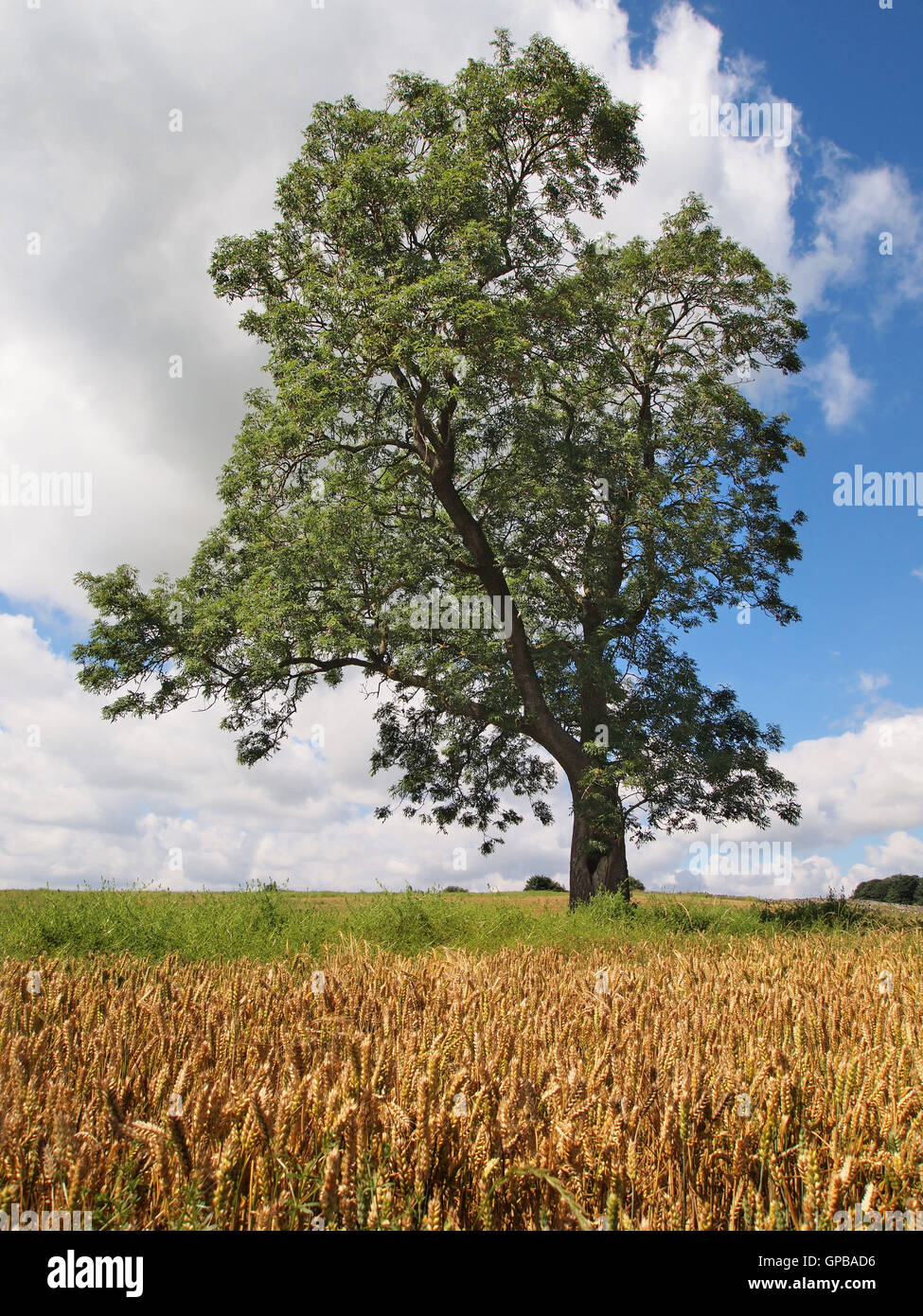 Ash hi-res stock photography and images - Alamy