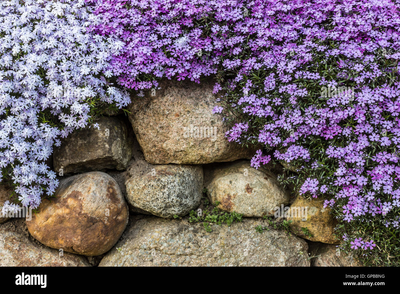 Natural biotop hi-res stock photography and images - Alamy