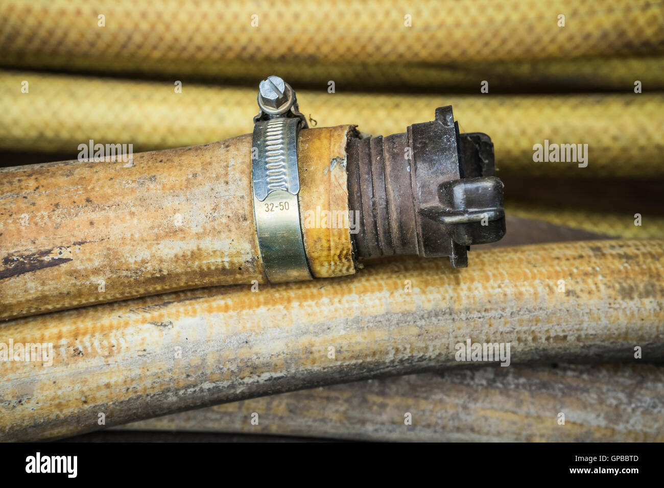 Yellow striped water snake hi-res stock photography and images - Alamy