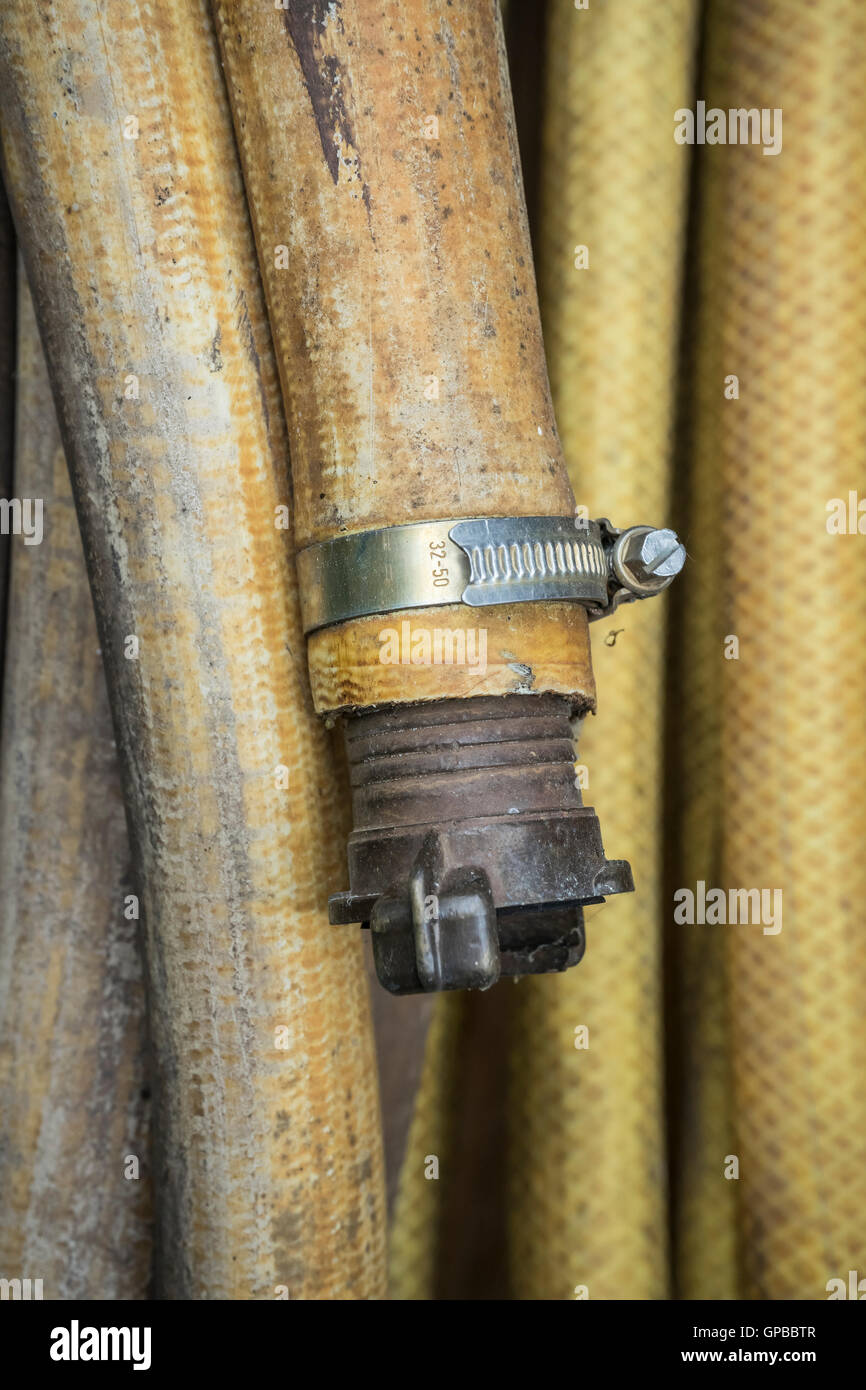 Yellow striped water snake hi-res stock photography and images - Alamy