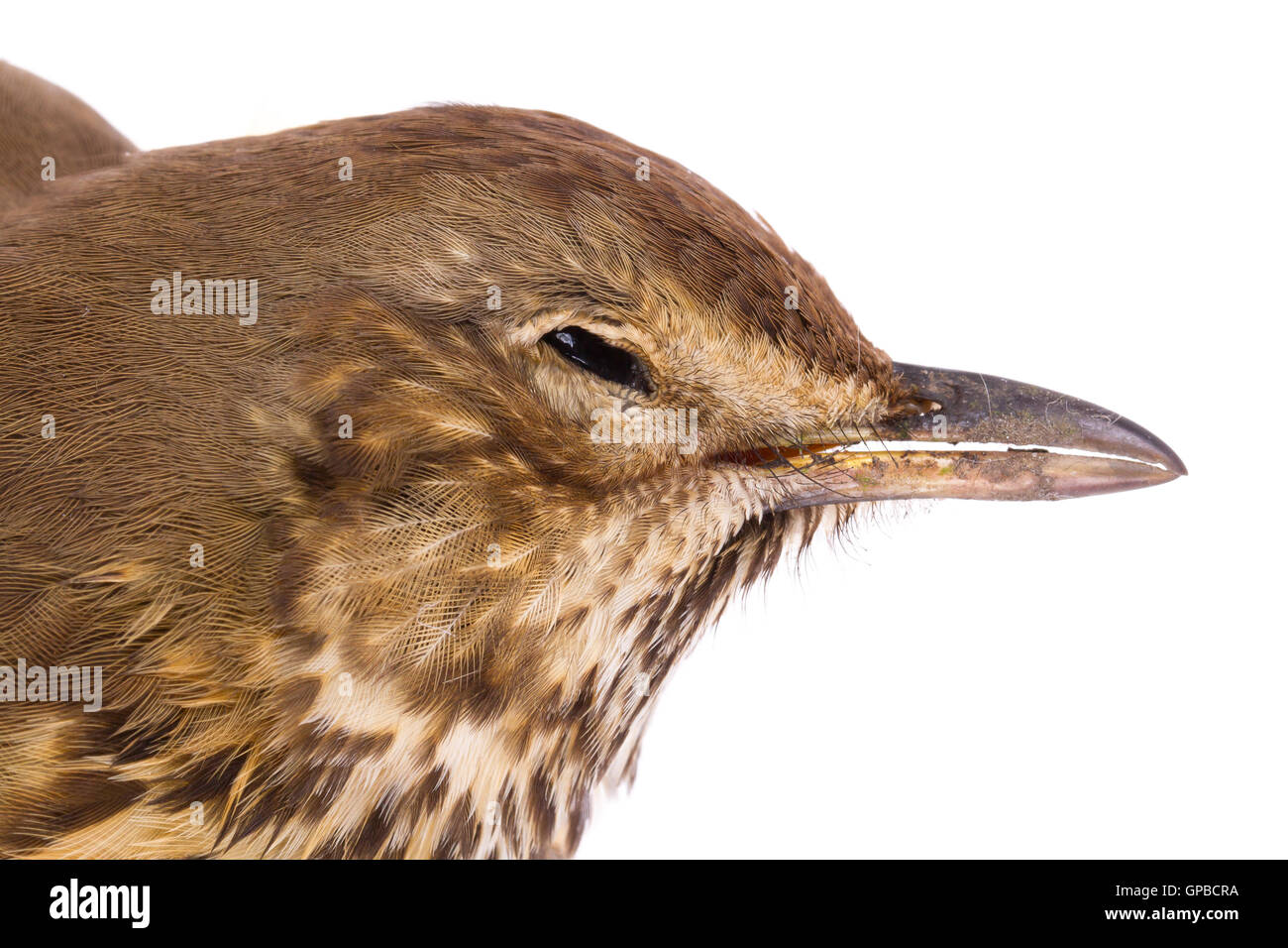 Dead song thrush Stock Photo - Alamy