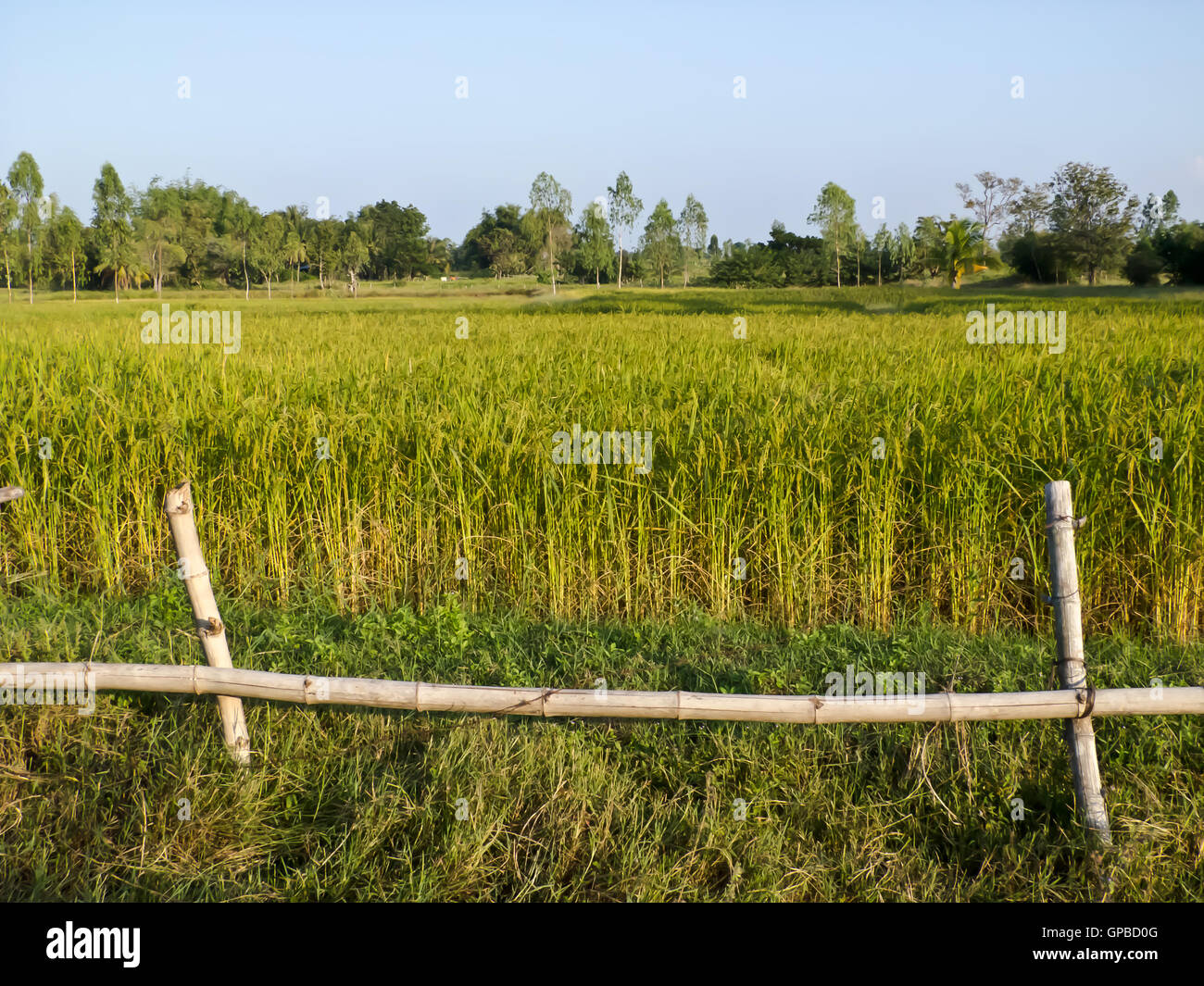 jasmine rice field Stock Photo - Alamy