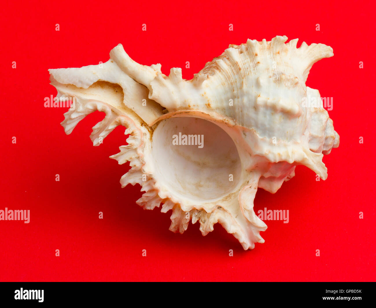 Sea shell over a red background Stock Photo - Alamy