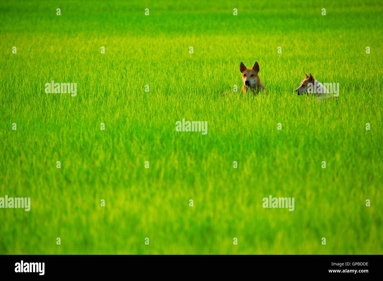 Dogs in Field Stock Photo - Alamy