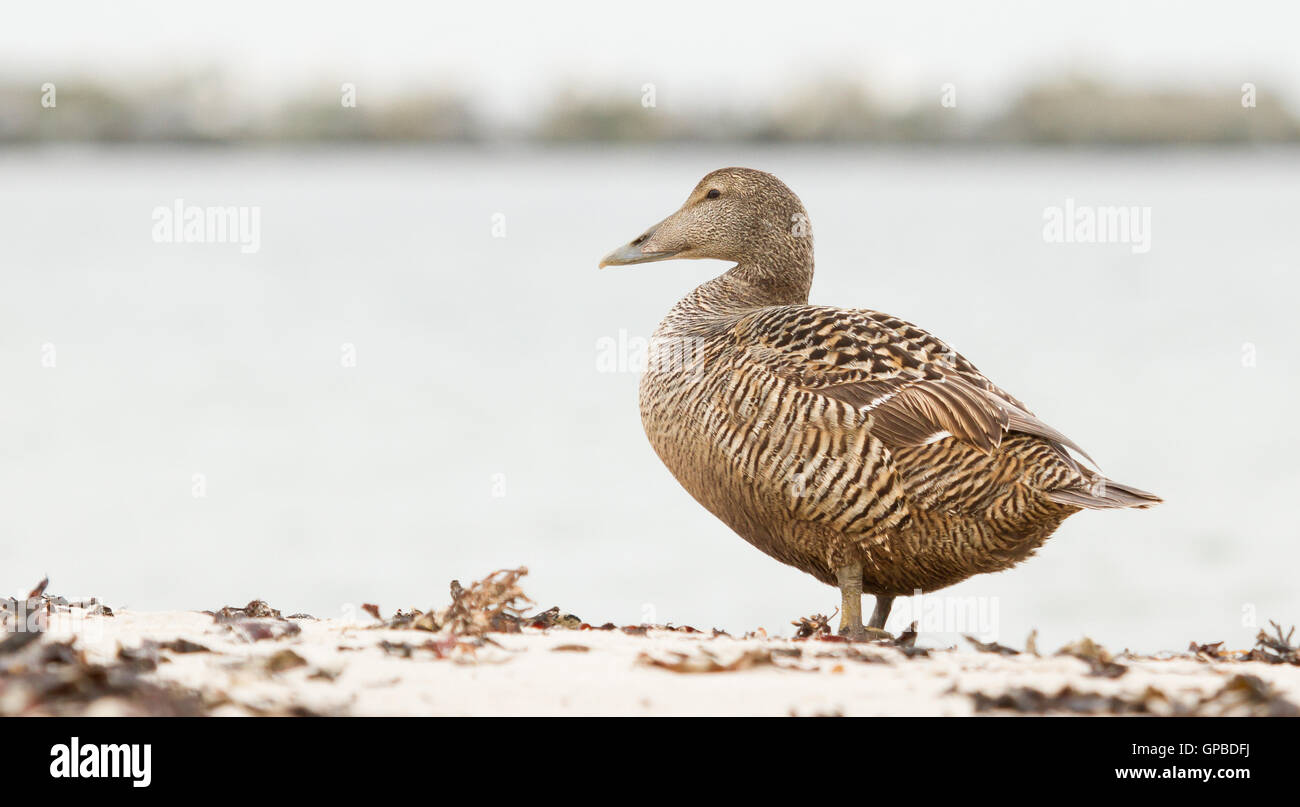 A common eider Stock Photo - Alamy