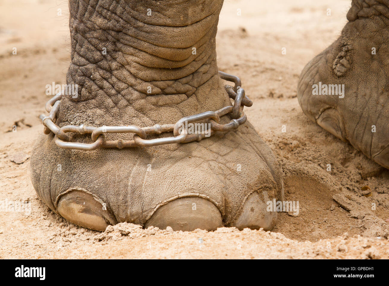 Hobbled hi-res stock photography and images - Alamy