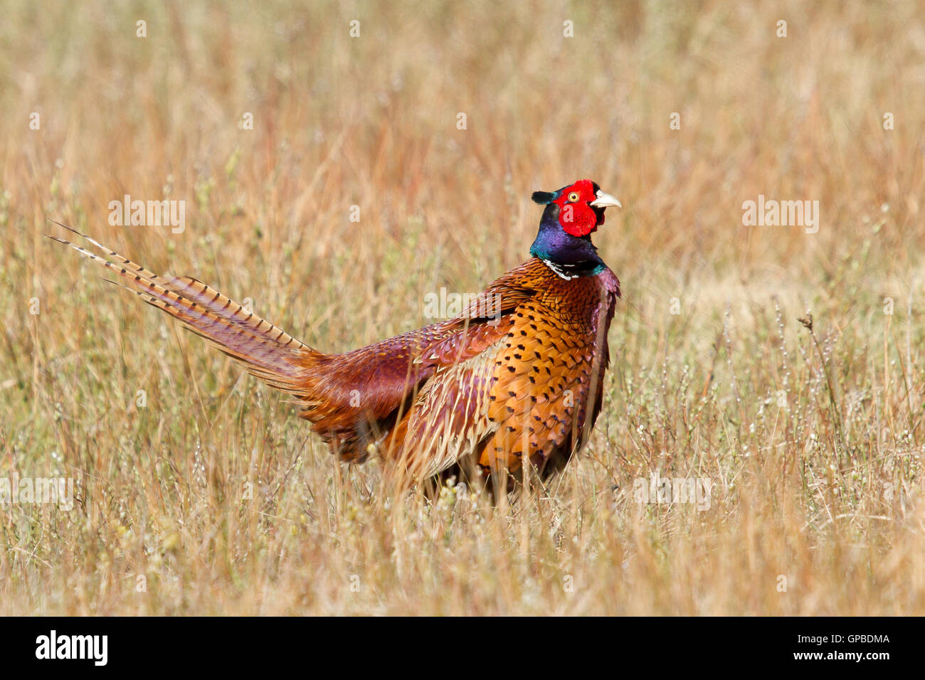 A common Pheasant Stock Photo - Alamy