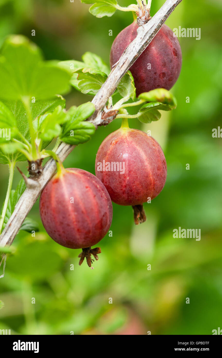 Green gooseberries cluster hi-res stock photography and images - Alamy